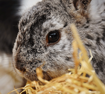What is Rabbit Haemorrhagic Disease (RHD) , and why should I be ...