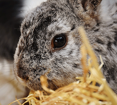 What is Rabbit Haemorrhagic Disease (RHD) , and why should I be ...
