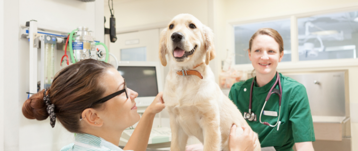 Pet Neutering & Spaying in London | Goddard Veterinary Group