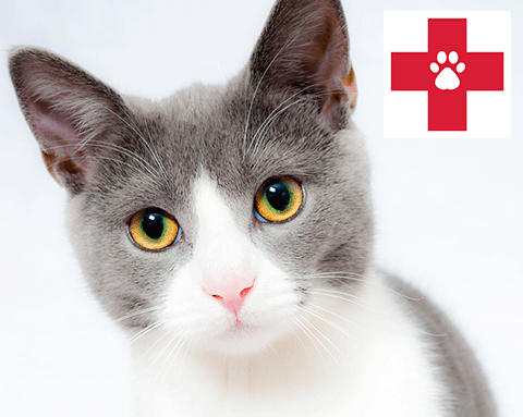 What First Aid can I do for my cat? Part 1 - Goddard Veterinary Group