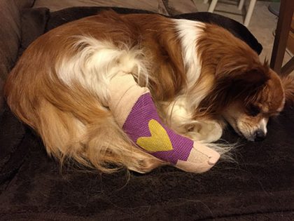 If my dog breaks his leg, will he be in a cast? - Goddard Veterinary Group