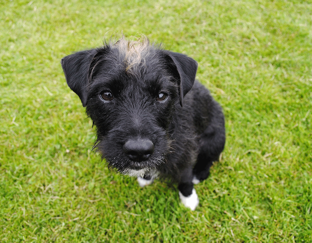 Strange Things Dogs Do... - Goddard Veterinary Group