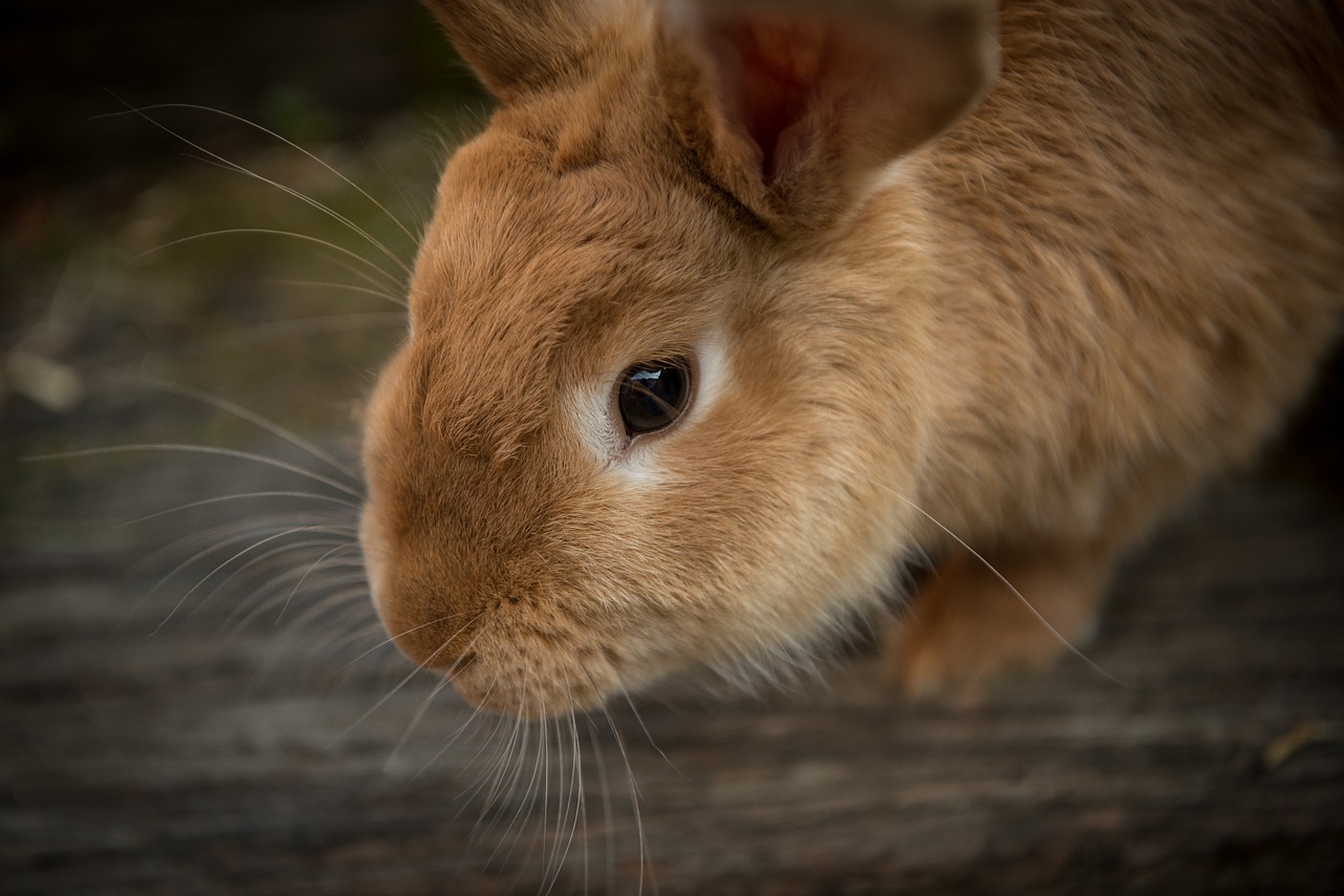 Fly strike in rabbits - and how to avoid it. - Goddard Veterinary Group