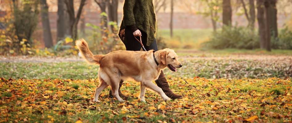 Tips on exercising your pet - Goddard Veterinary Group