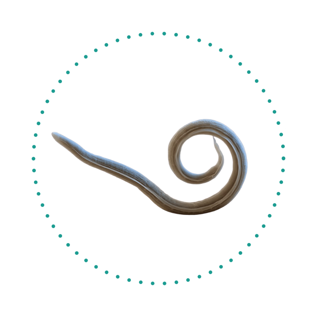 Flea and Worm Treatment - Goddard Veterinary Group