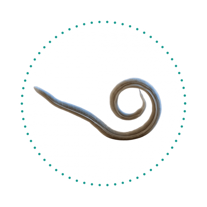 Flea and Worm Treatment - Goddard Veterinary Group