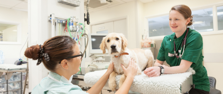 Neutering Your Female Dog (Spaying) - Goddard Veterinary Group