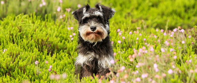 Neutering Your Female Dog (Spaying) - Goddard Veterinary Group