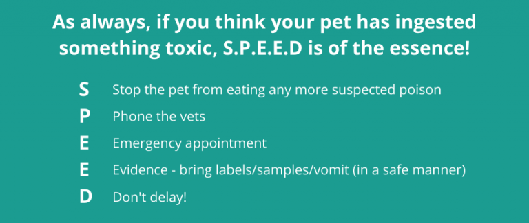 Spring Dangers & Threats to Your Pet - Goddard Veterinary Group