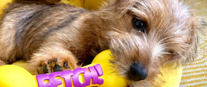 Top tips for welcoming a new puppy into your home - Goddard Veterinary ...