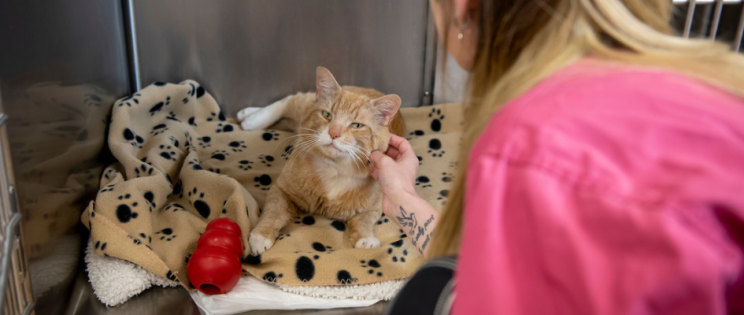 How to apply spot-on flea treatments for cats - Goddard Veterinary Group
