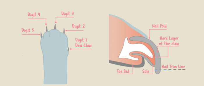 How to trim your cat’s claws at home - Goddard Veterinary Group