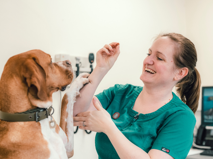 London Vet & Nurse Vacancies | Goddard Veterinary Group