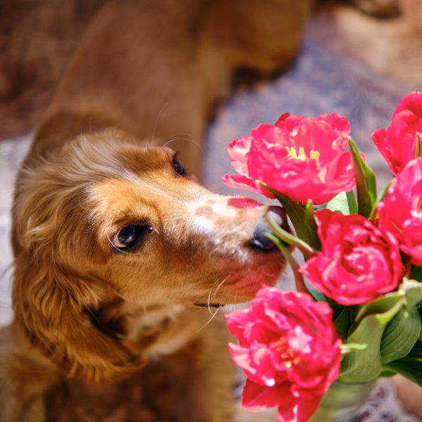 Spring Dangers & Threats to Your Pet - Goddard Veterinary Group