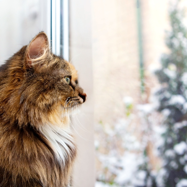 Cold Weather Cat Safety: Essential Winter Tips - Goddard Veterinary Group